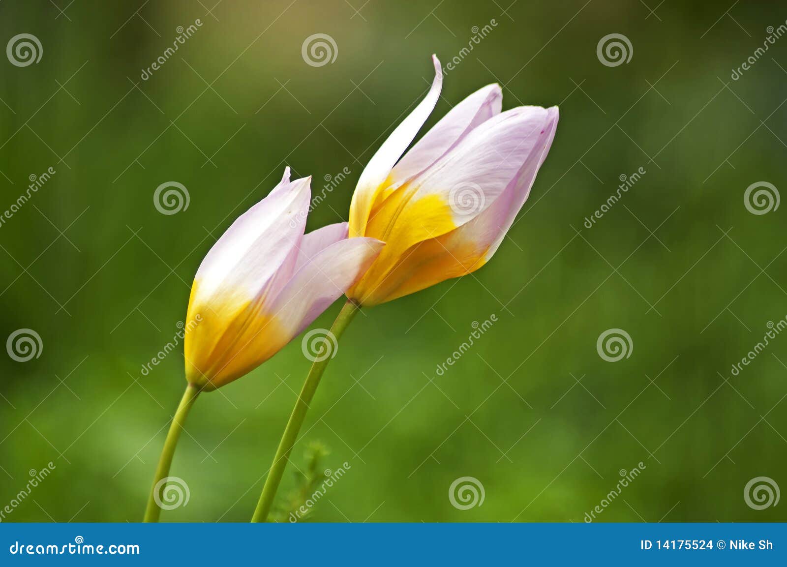 Deux fleurs photo stock. Image du vert, jardin, tulipes - 14175524