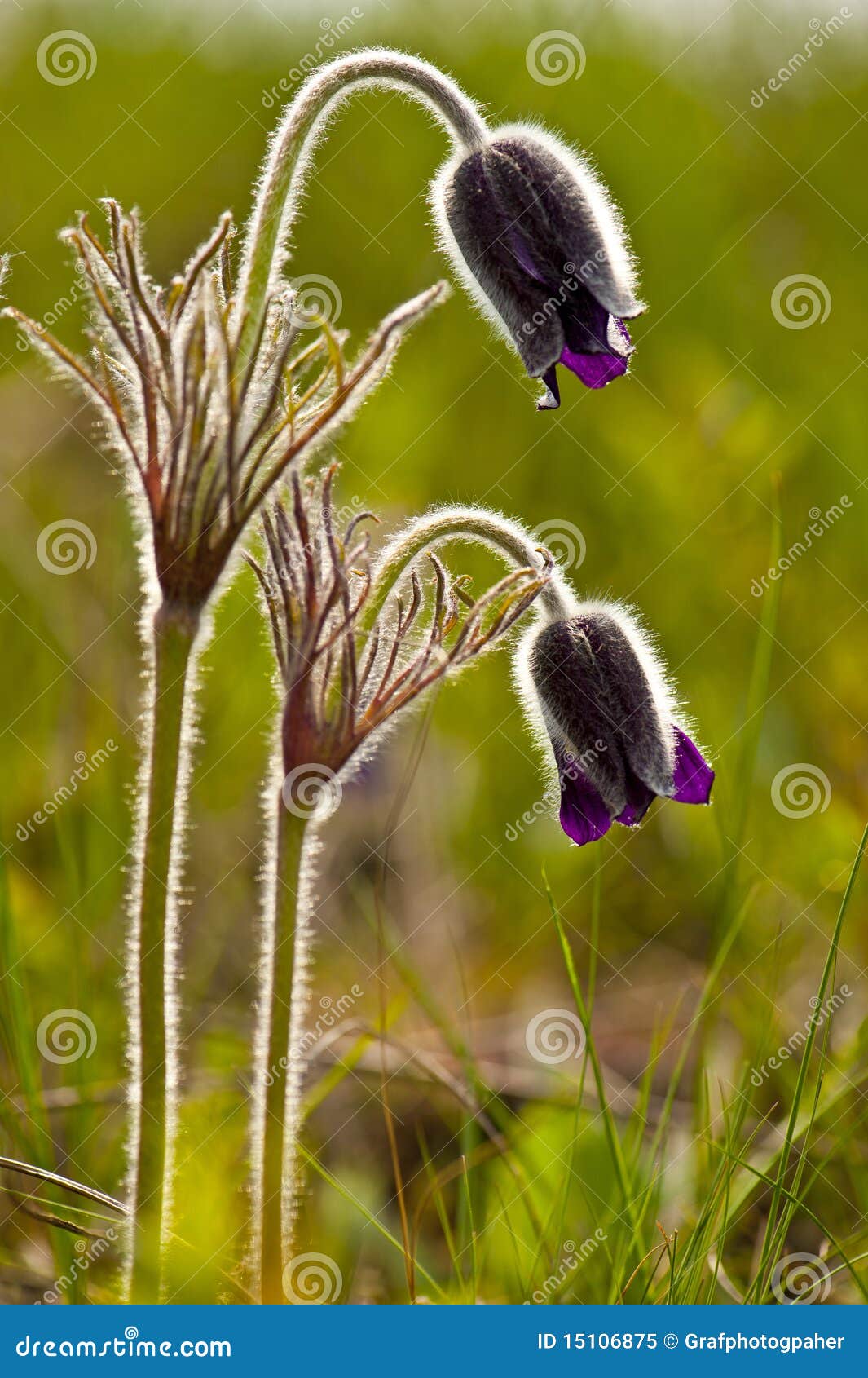 Deux fleurs image stock. Image du floral, fleuraison - 15106875