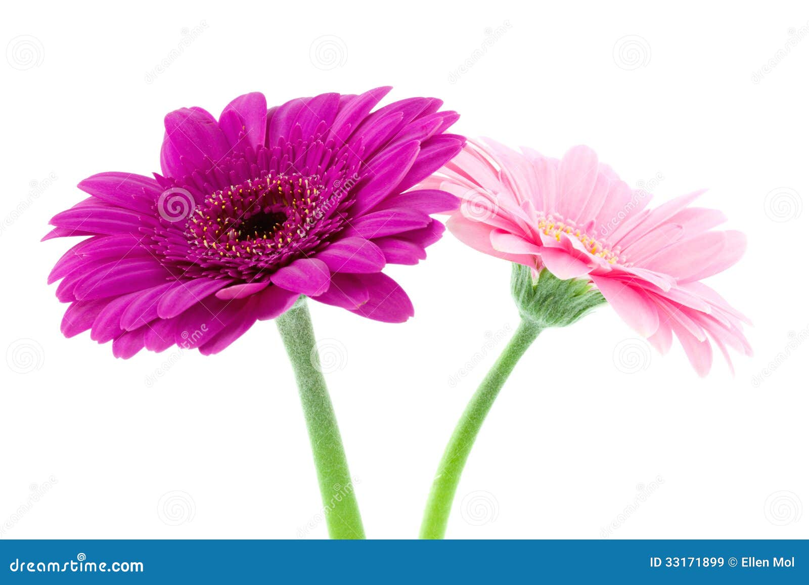 Deux fleurs de gerbera image stock. Image du ressort - 33171899