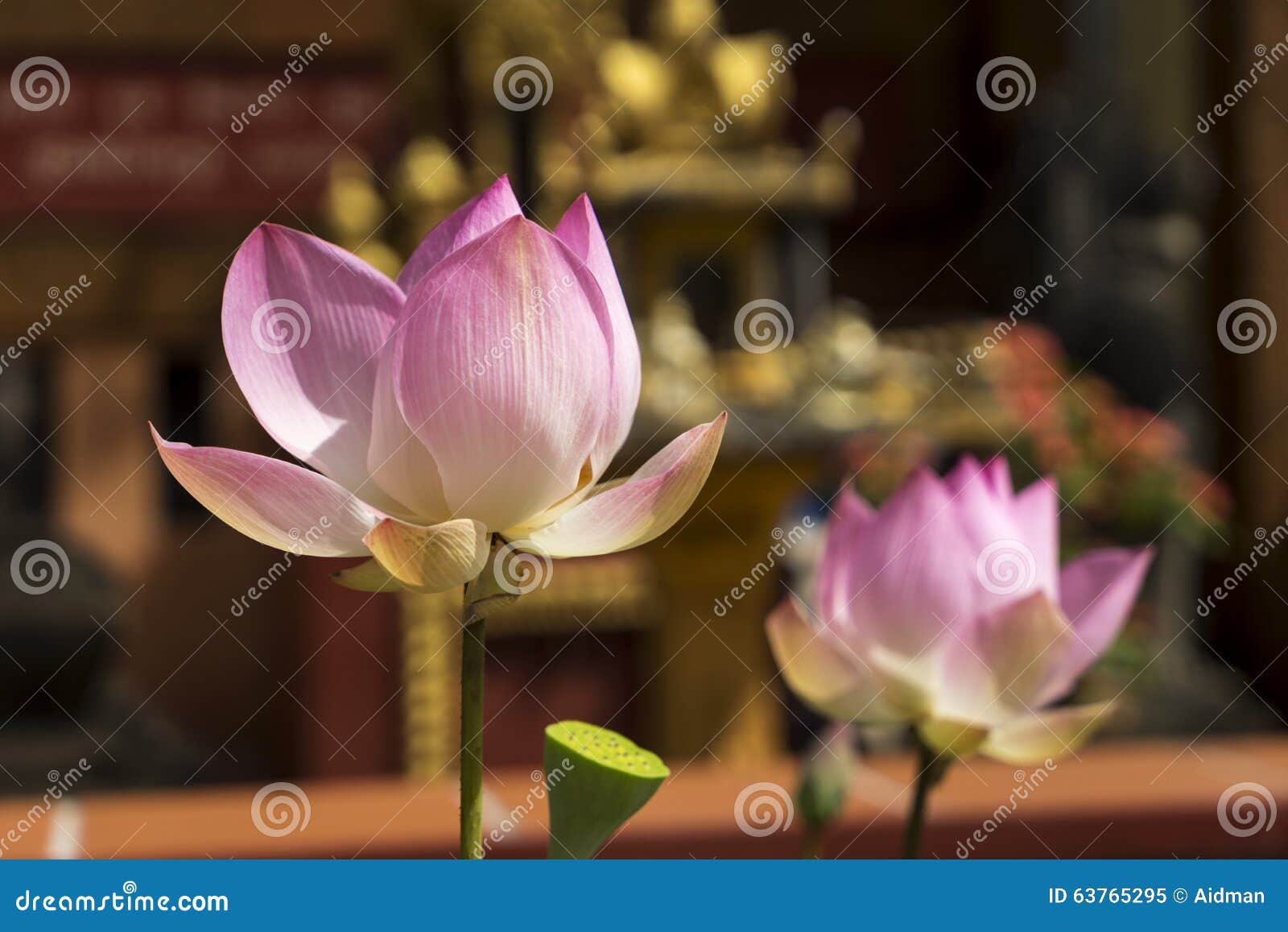 Deux fleurs de Lotus image stock. Image du fleurs, ornemental - 63765295