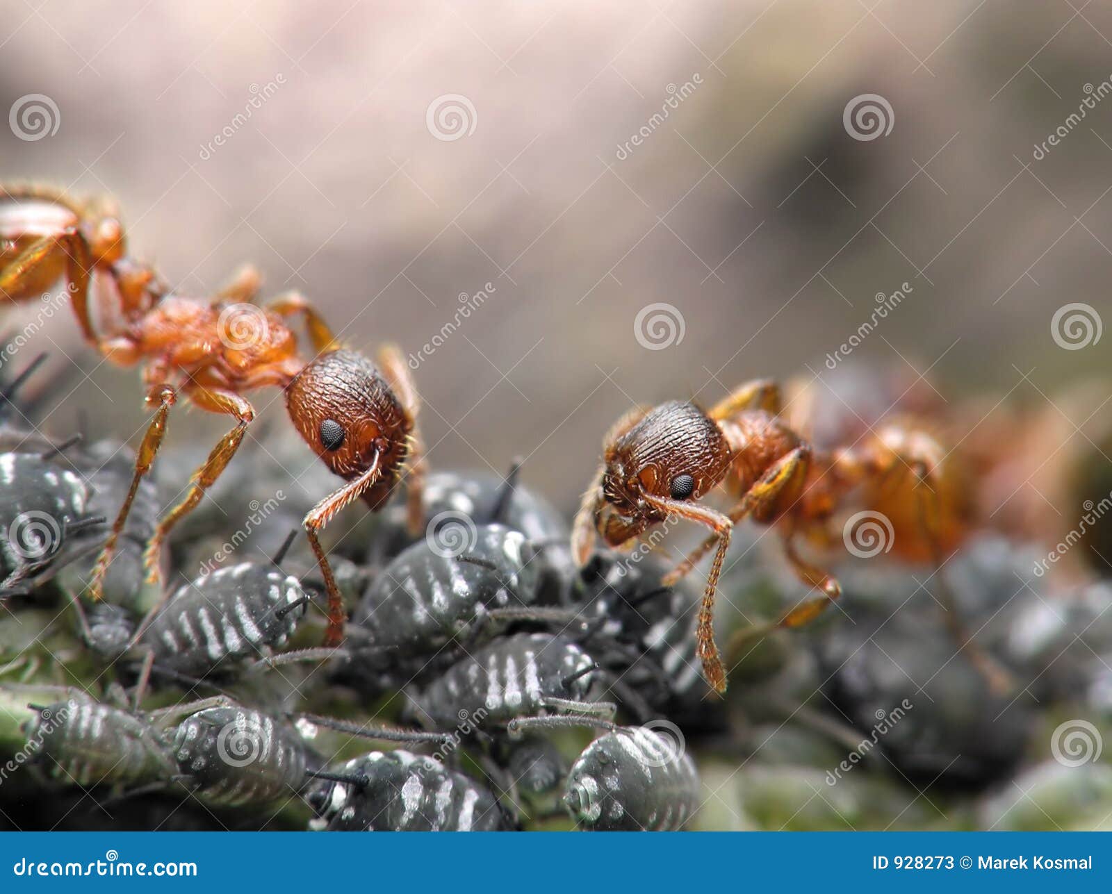 Deux fourmis rouges image stock. Image du fourmi, ensuite - 928273