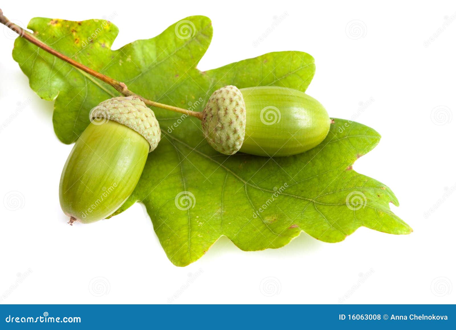 Deux Fruits Verts De Gland. Photo stock - Image du fermer, fond: 16063008