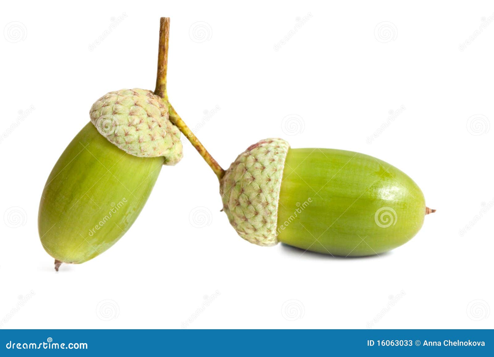Deux Fruits Verts De Gland. Image stock - Image du automne, arbre: 16063033