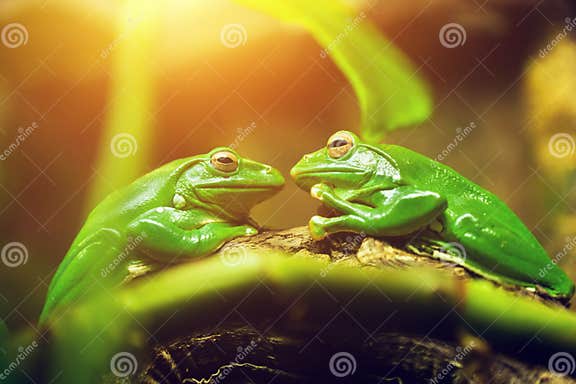 Deux Grenouilles Vertes Se Reposant Sur La Feuille Regardant Sur L'un L ... Deux Grenouilles Vertes Se Reposant Sur La Feuille Regardant Sur L'un L ...