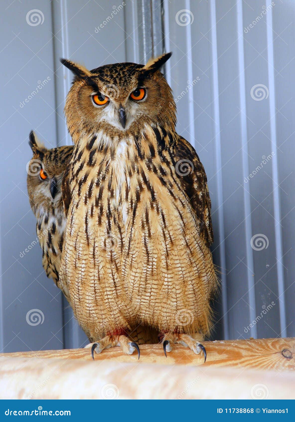 Deux hiboux photo stock. Image du rapace, grand, nature - 11738868