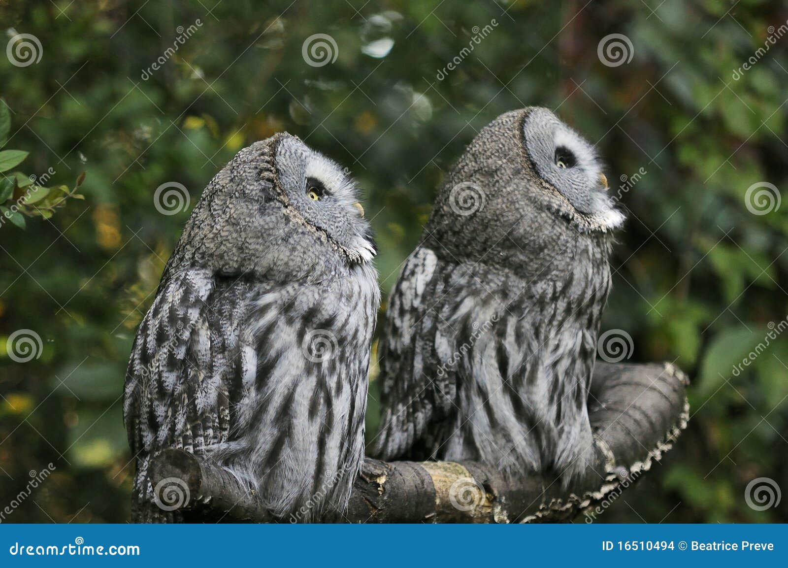 Deux hiboux photo stock. Image du nature, hiboux, faune - 16510494