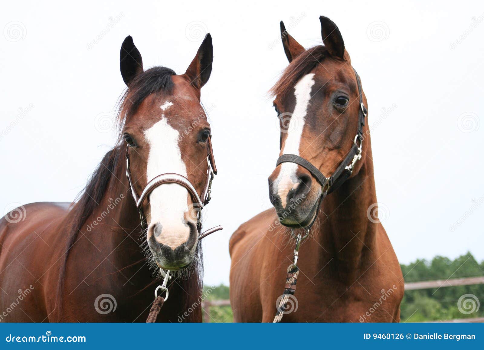 Deux jolis chevaux photo stock. Image du vert, américain - 9460126