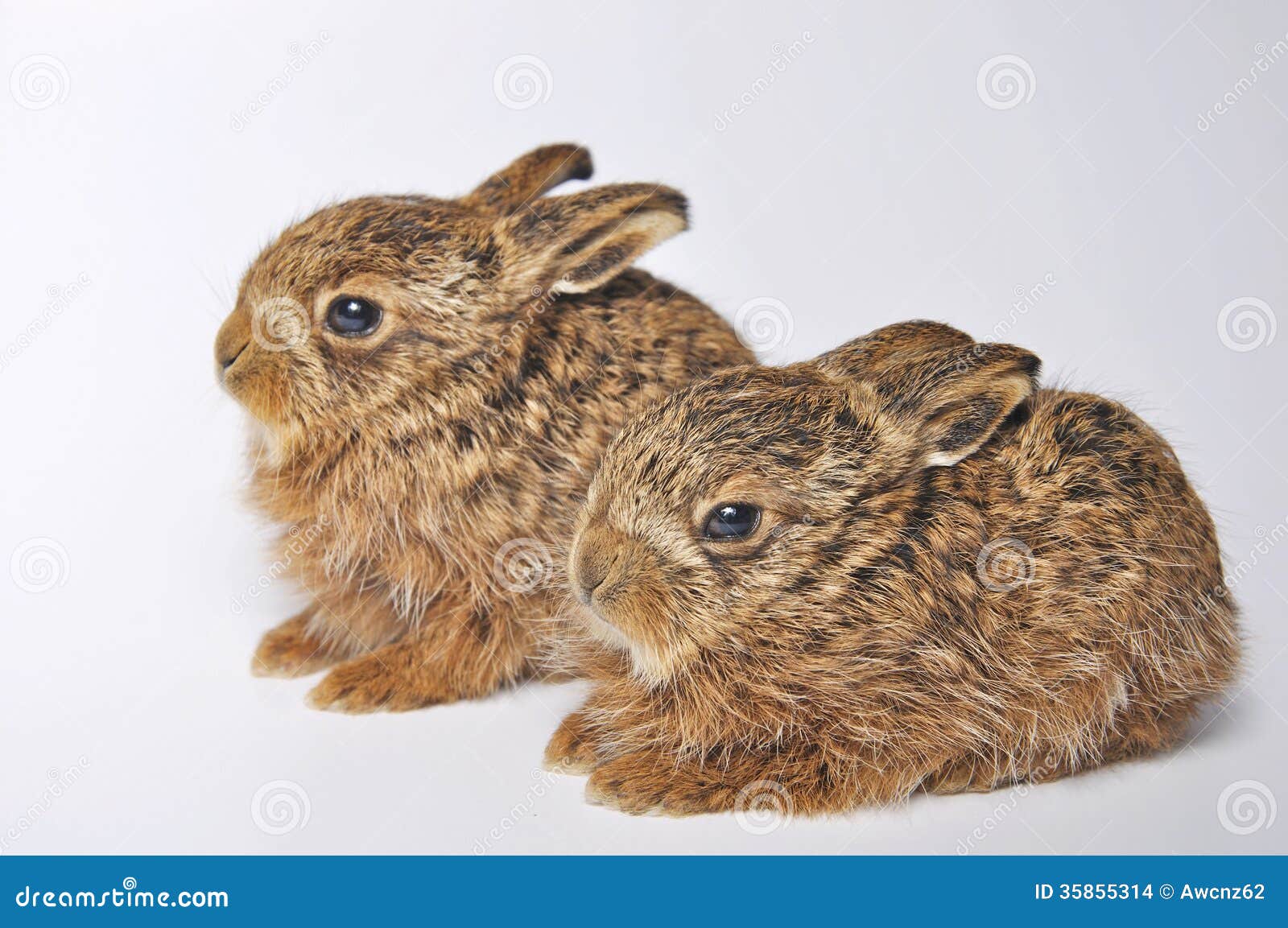 Deux levrauts photo stock. Image du lièvres, chéris, saisons - 35855314