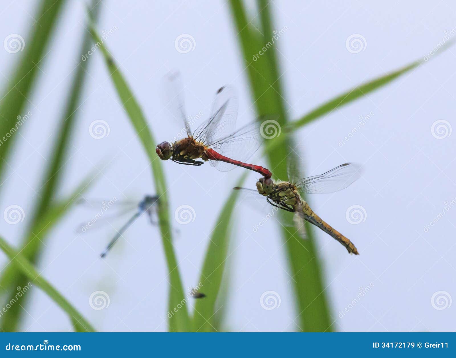 Deux Libellules Rouges Joignant En Vol Image stock - Image du ...