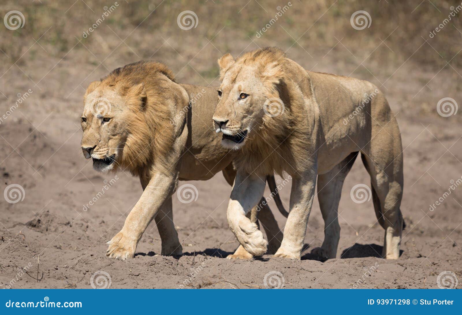 Deux Lions Masculins, Botswana Photo stock - Image du nature, lions ...