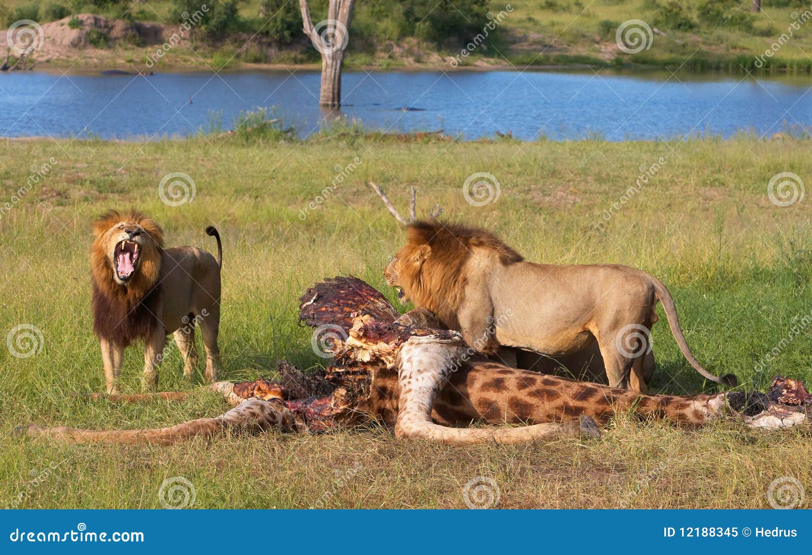 Deux Lions (panthera Lion) Dans La Savane Image stock - Image du grand ...
