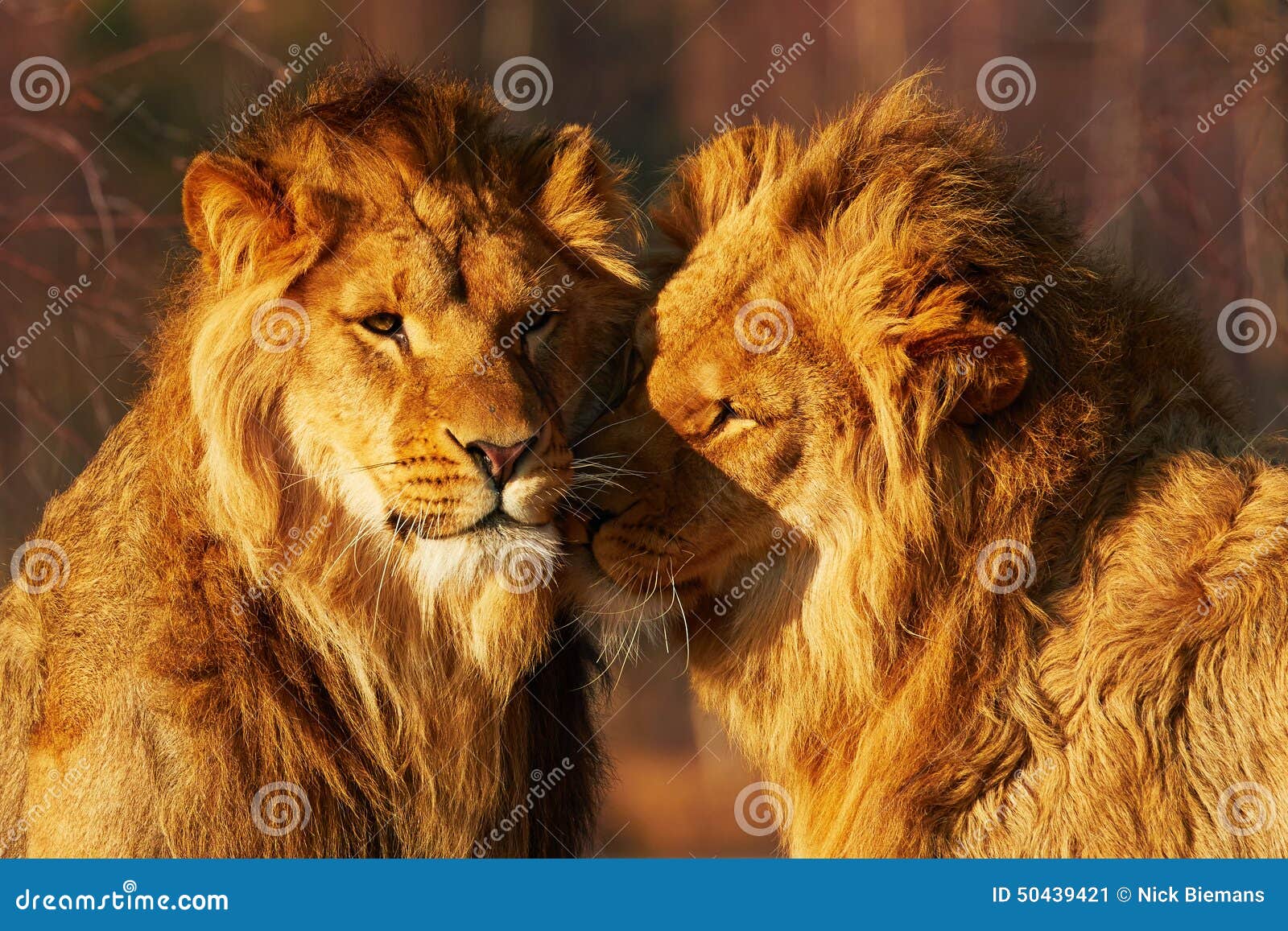 Deux Lions Se Ferment Ensemble Image stock - Image du lion, masculin ...