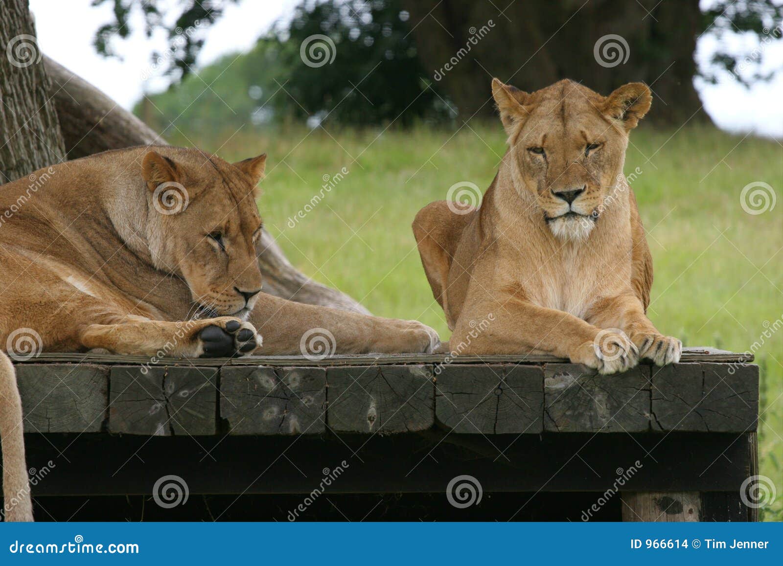 Deux Lions Se Reposant Sous L'arbre Photo stock - Image du sauvage ...