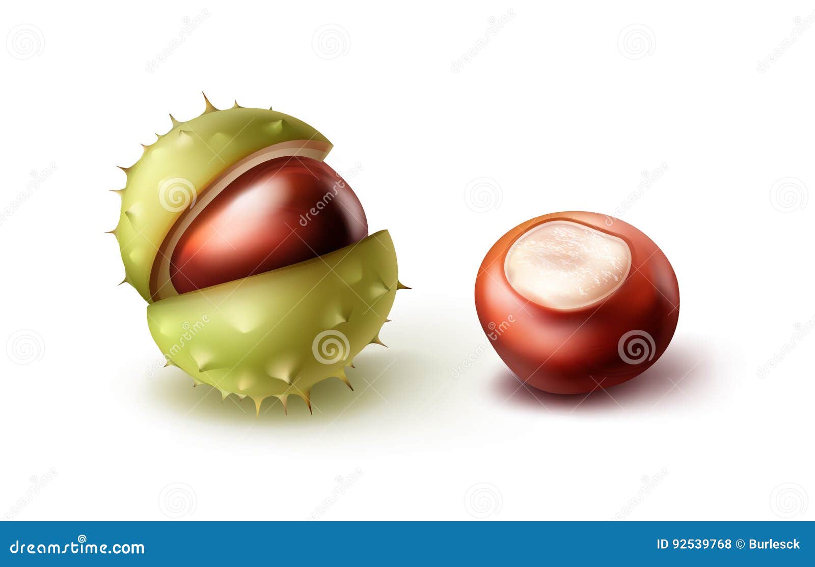 Deux marrons d'Inde illustration de vecteur. Illustration du grand ...