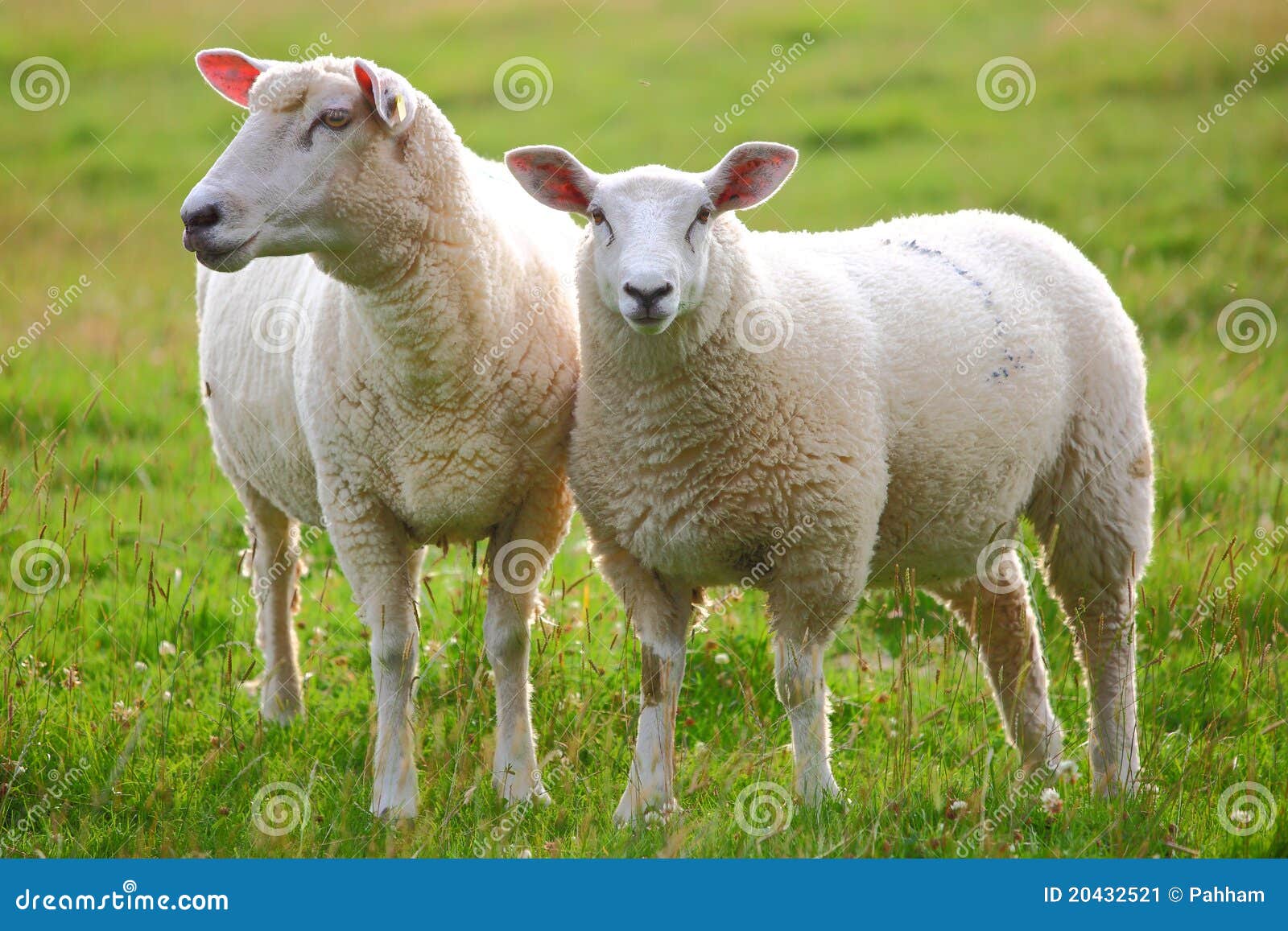 Deux moutons image stock. Image du champs, agrobusiness - 20432521