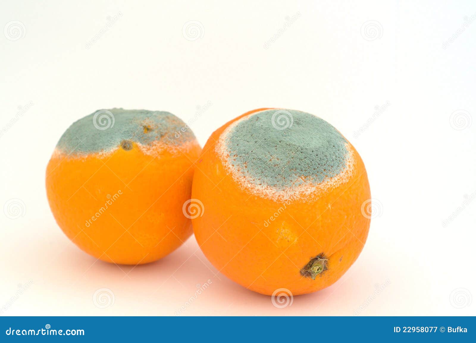 Deux oranges moisies image stock. Image du fruits, nourriture - 22958077
