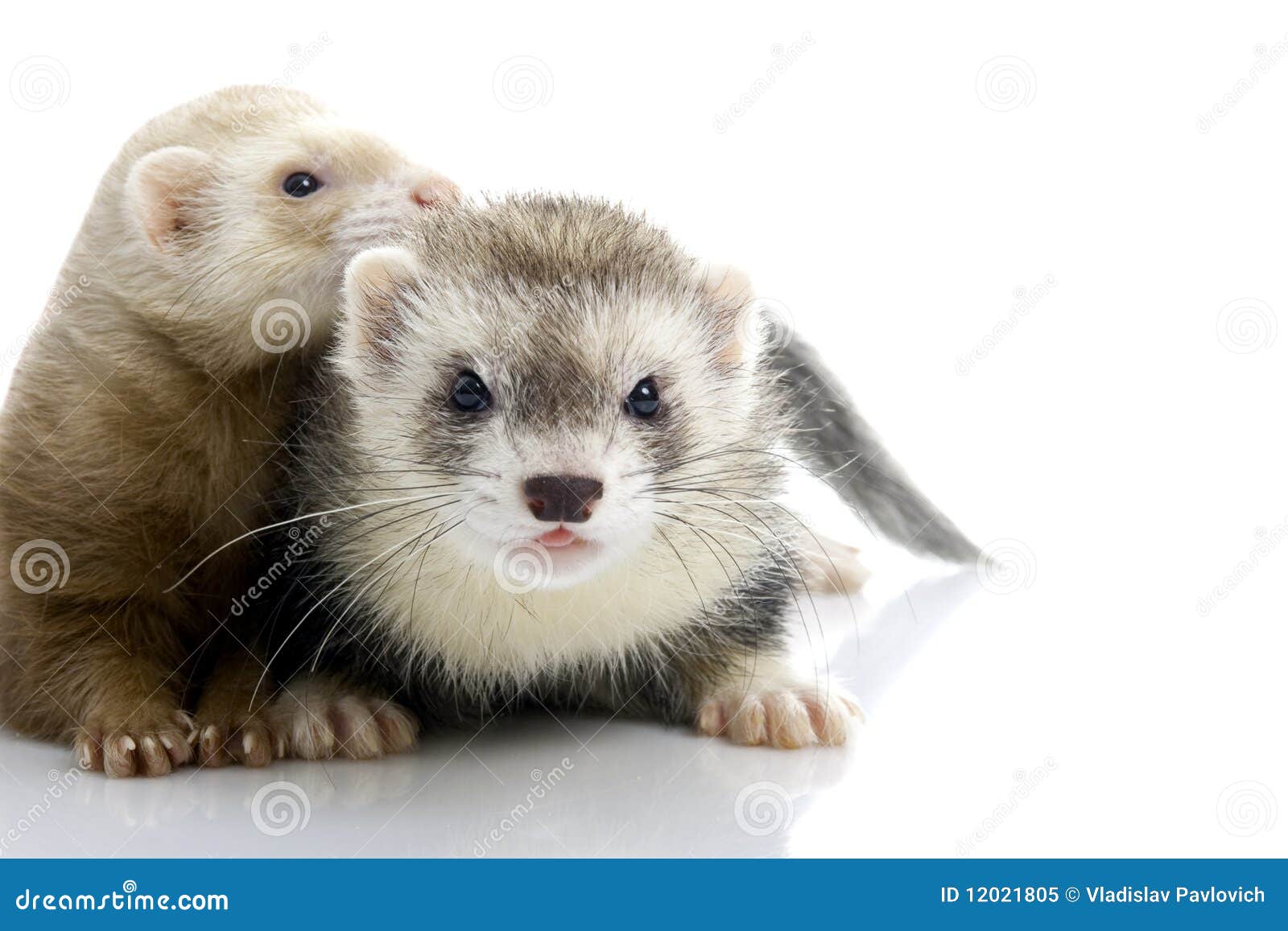 Deux Ou Trois Jeunes Furets. Image stock - Image du animal, down: 12021805