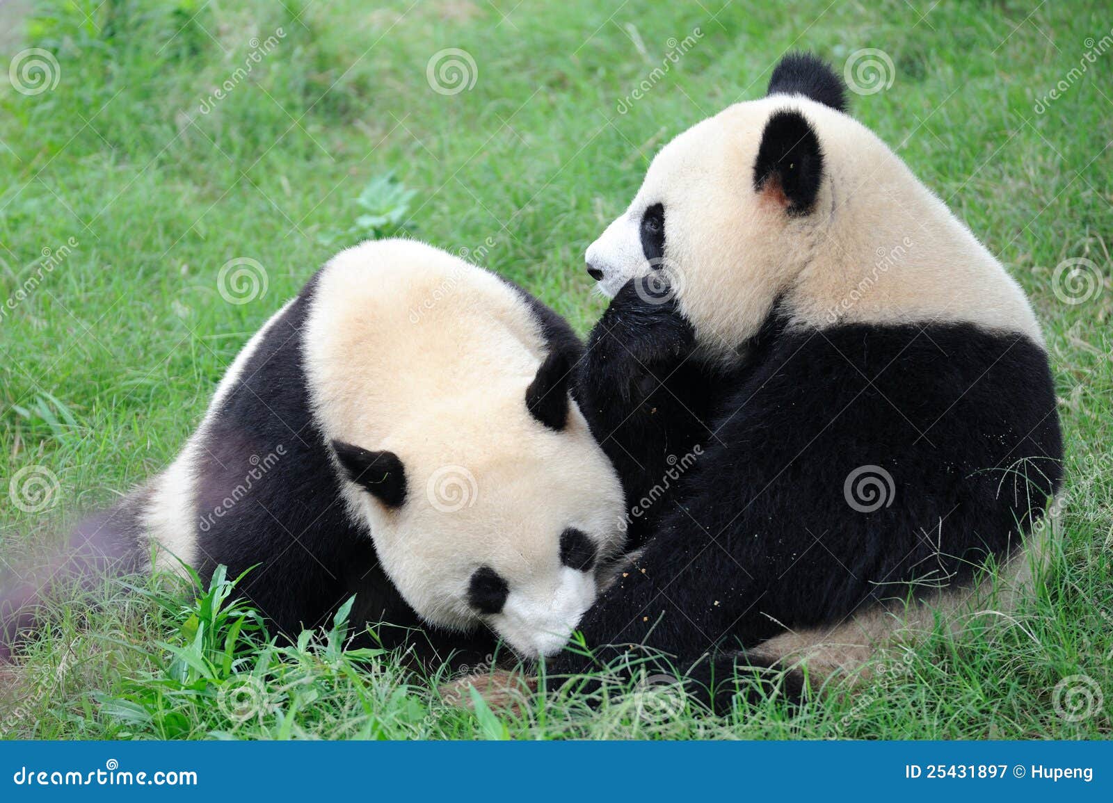 Deux pandas mignons image stock. Image du chengdu, lames - 25431897