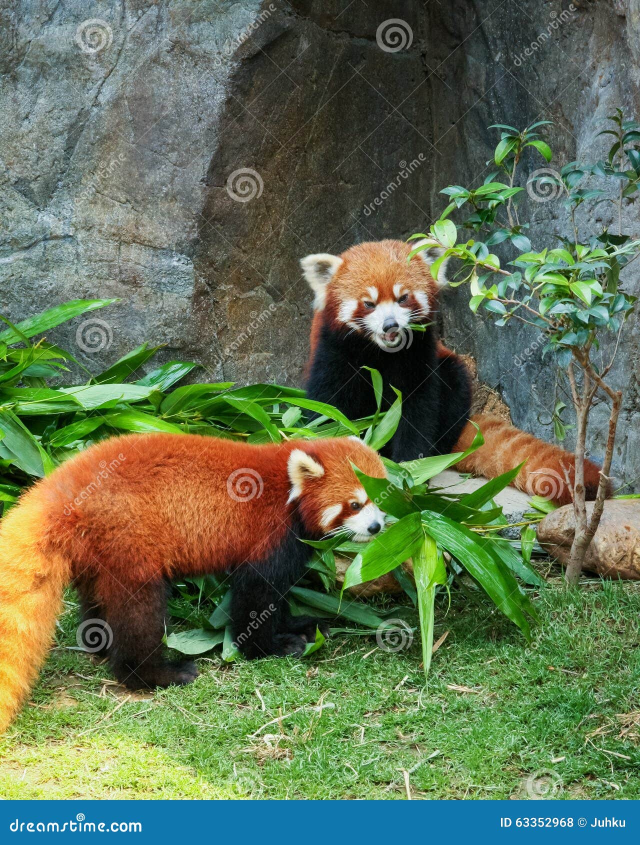 Deux Pandas Rouges Mignons Mangeant Le Bambou Photo stock - Image du ...