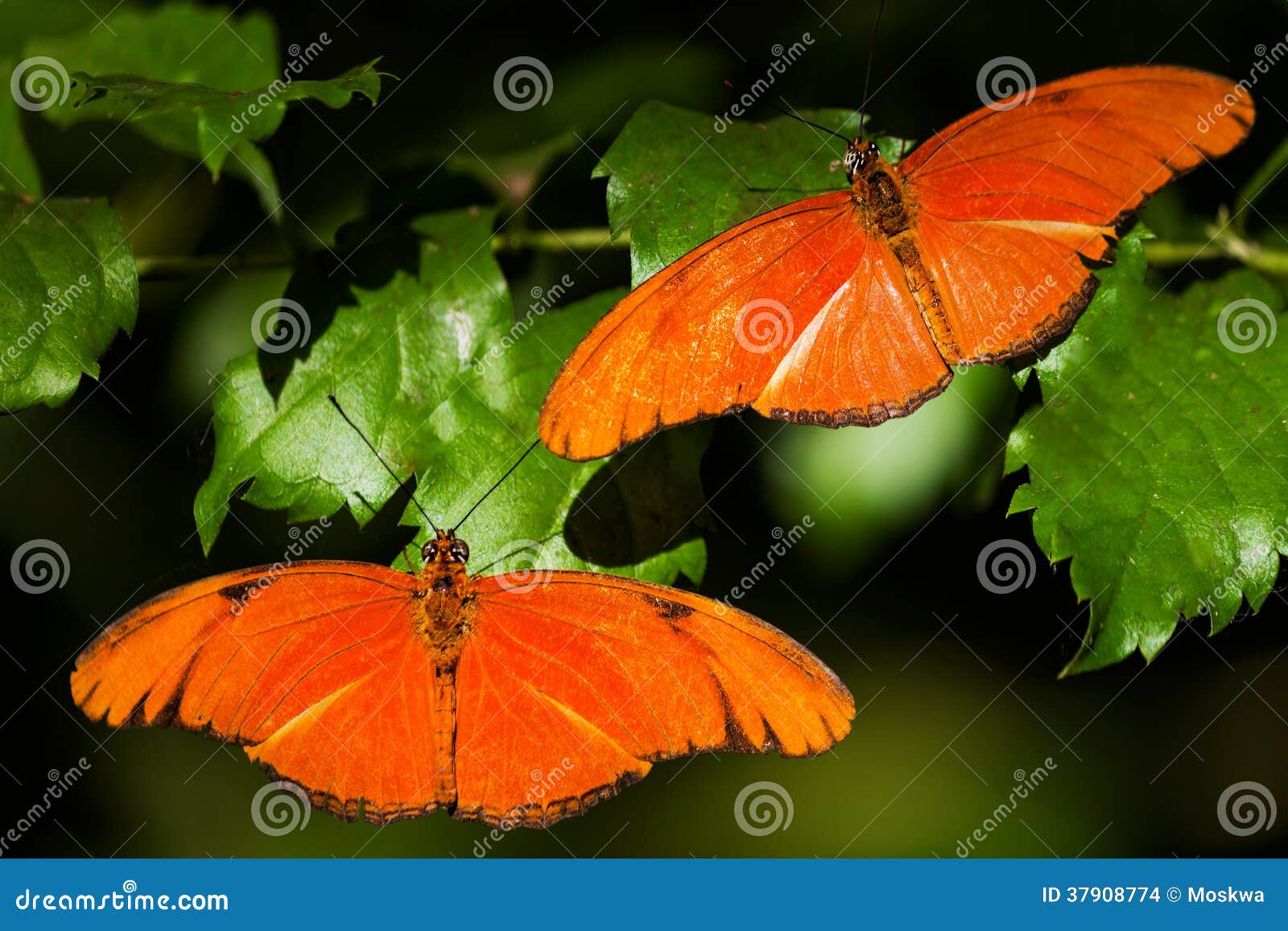 Deux Papillons Oranges Dans La Maison De Papillon Photo stock - Image ...