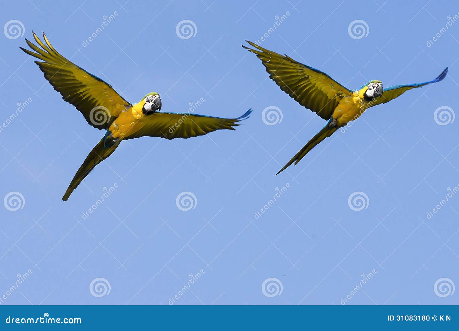 Deux Perroquets D'ara En Vol Photo stock - Image du perroquets, plumage ...
