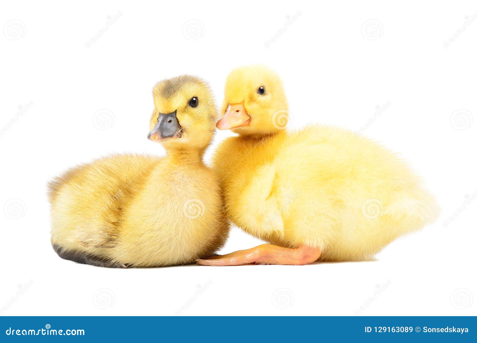 Deux Petits Canetons Mignons Se Reposant Ensemble Image stock - Image ...