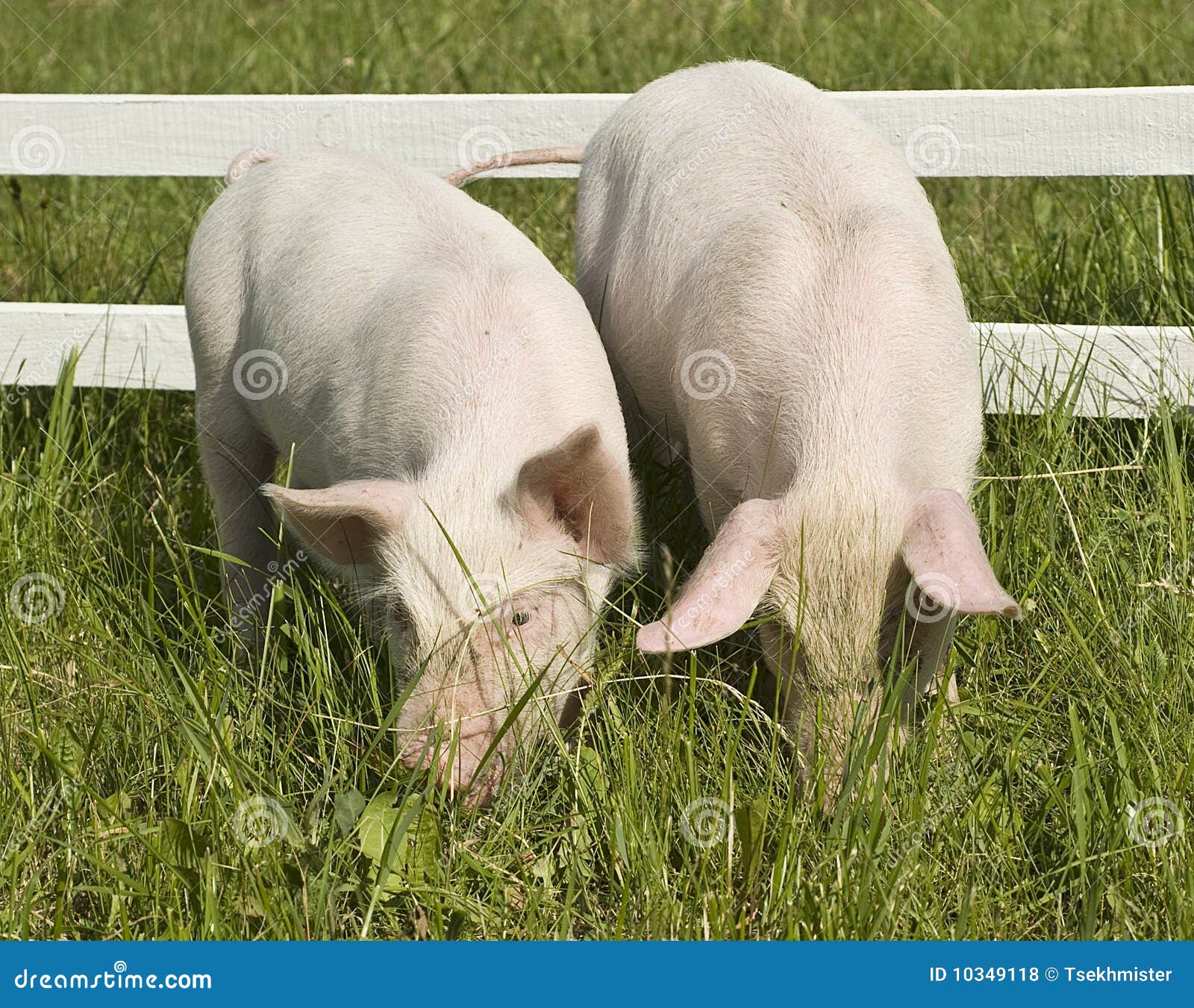 Deux petits porcs photo stock. Image du pré, jour, zone - 10349118