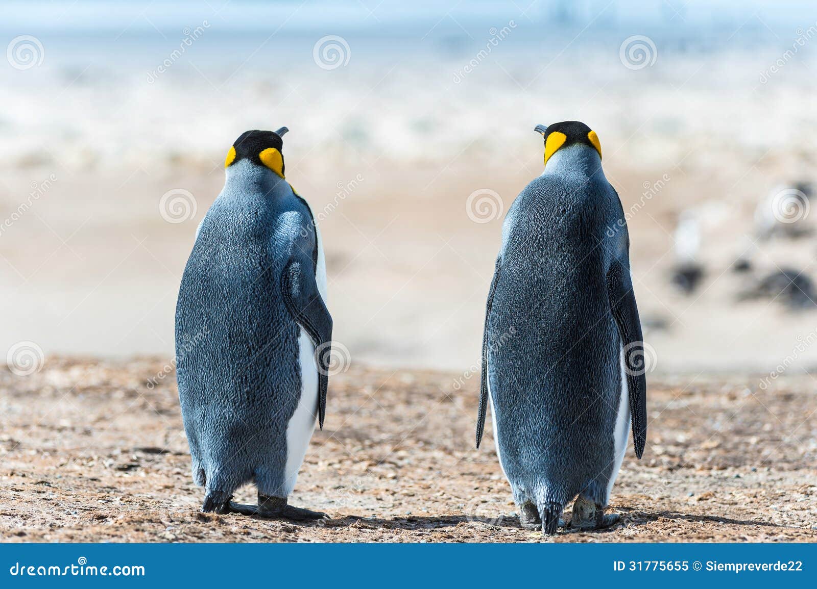 Deux Pingouins De Roi. Vue Du Dos Photo libre de droits - Image: 31775655
