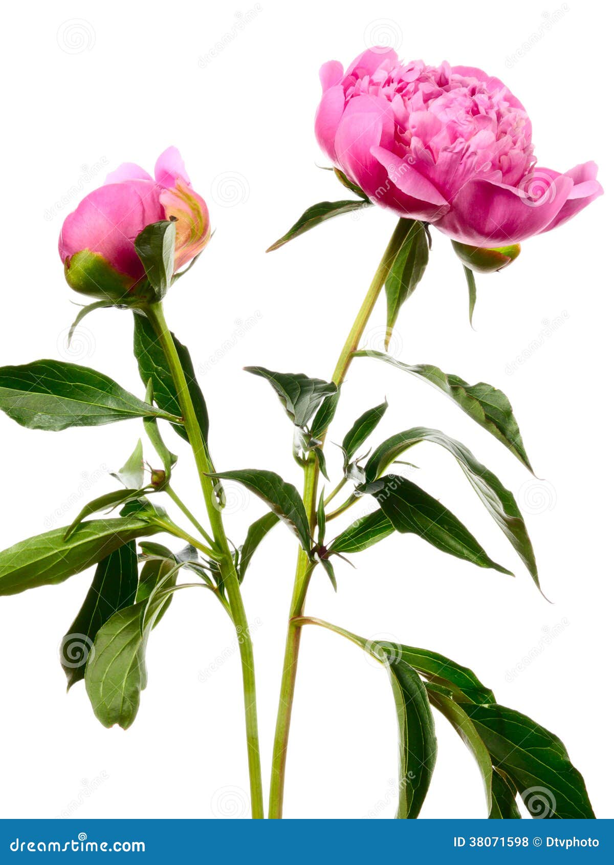 Deux pivoines roses photo stock. Image du couples, fleur - 38071598