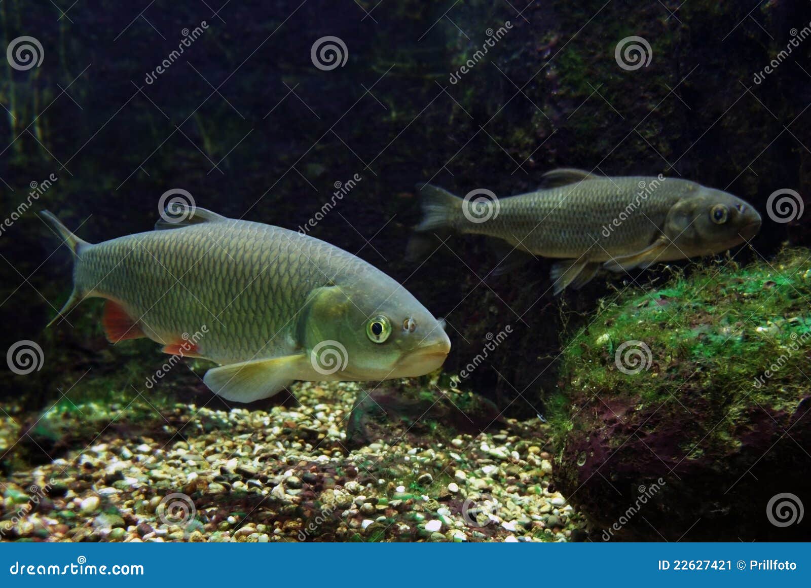 Deux poissons d'eau douce image stock. Image du vert - 22627421