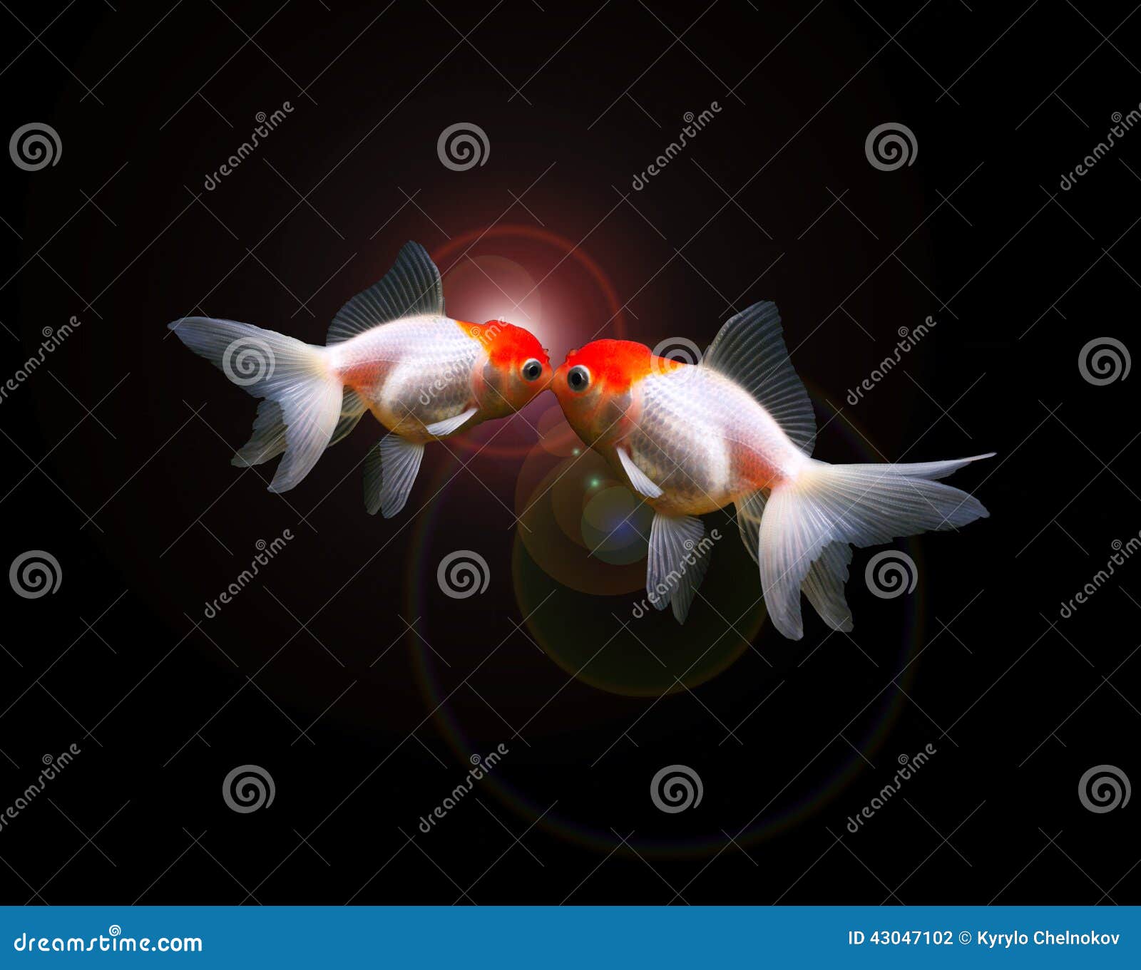 Deux Poissons Rouges D'isolement Photo stock - Image du rouge, poissons ...