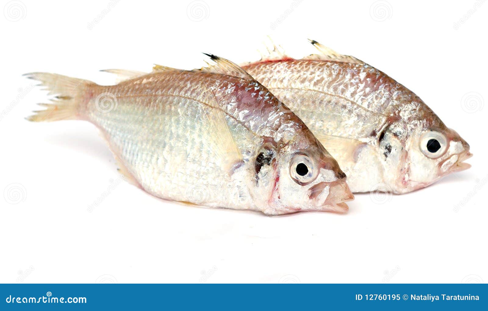 Deux poissons tropicaux image stock. Image du tropical - 12760195