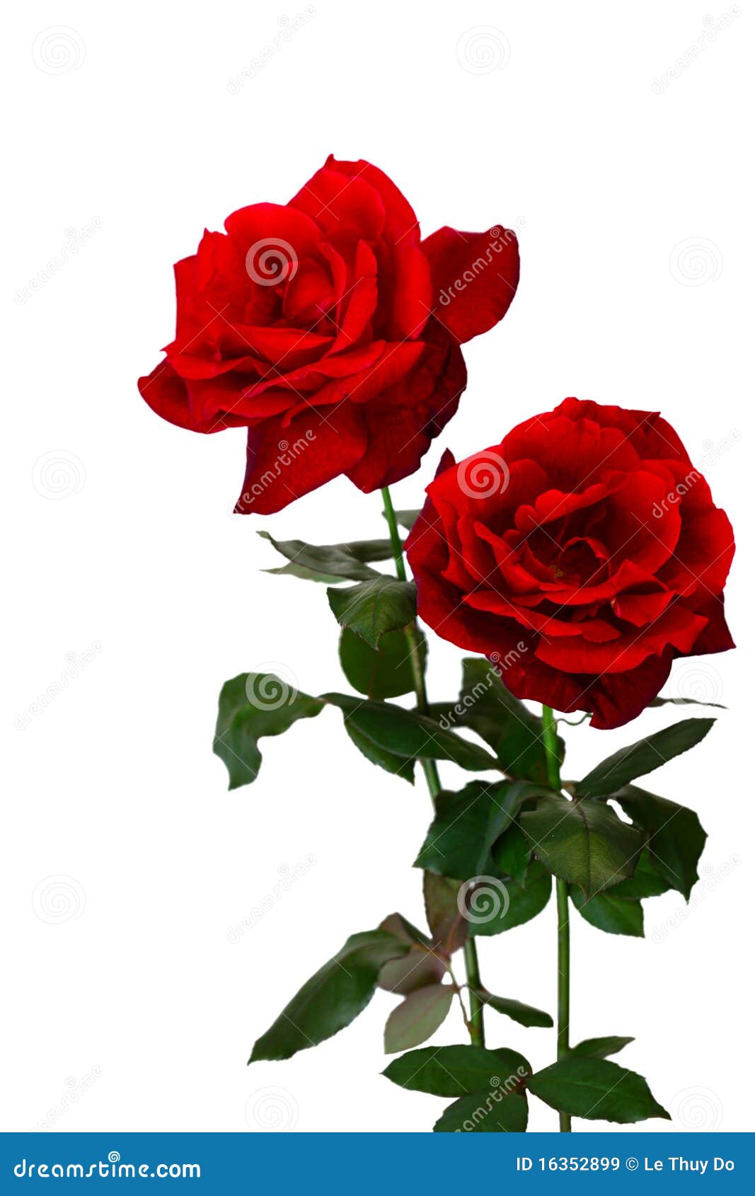 Deux roses image stock. Image du romantique, fond, anniversaire - 16352899