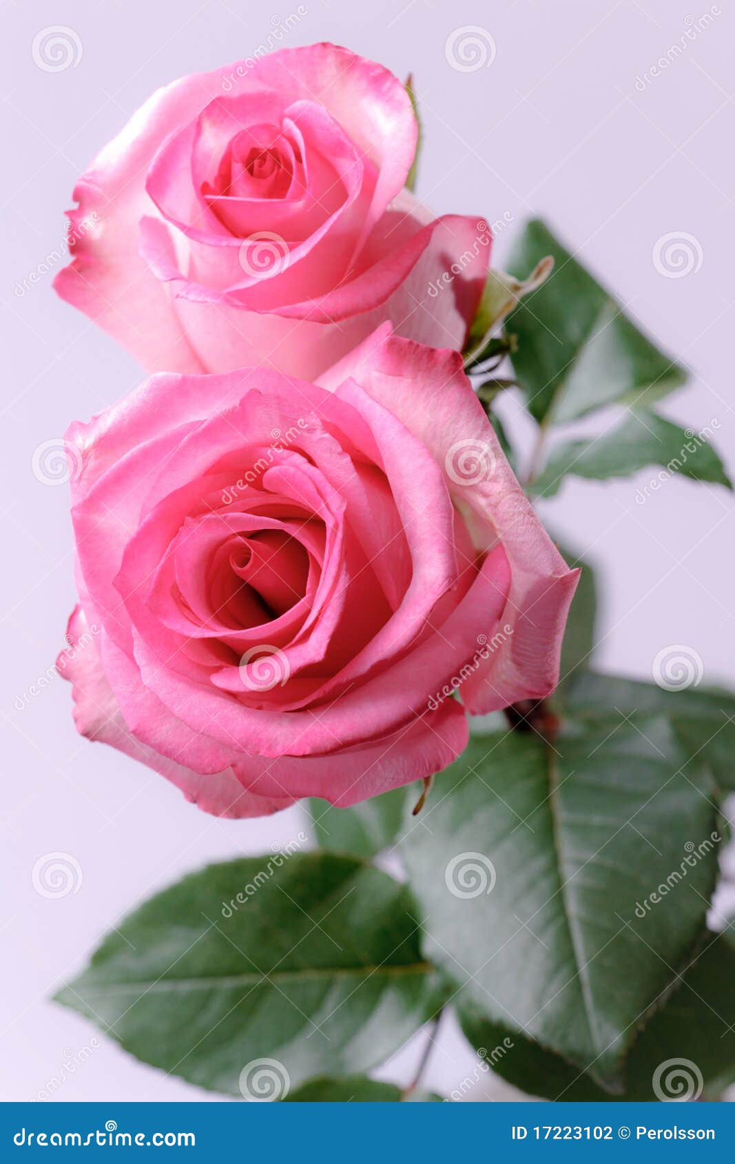 Deux roses roses photo stock. Image du cadeau, rouge - 17223102