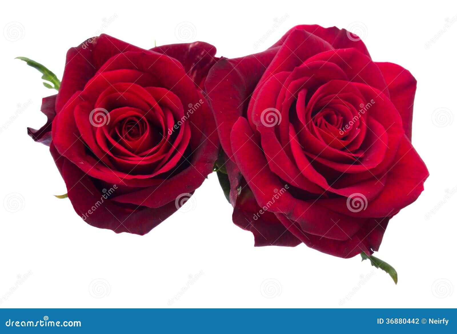 Deux roses rouge foncé photo stock. Image du cadeau - 36880442