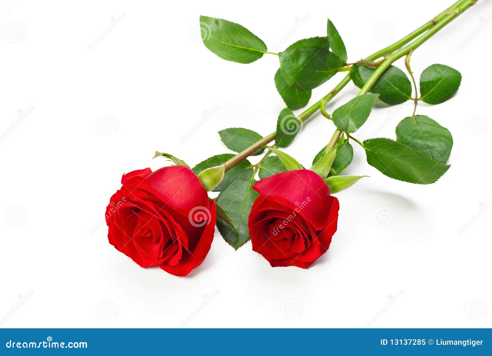 Deux roses rouges image stock. Image du fleur, cheminée - 13137285
