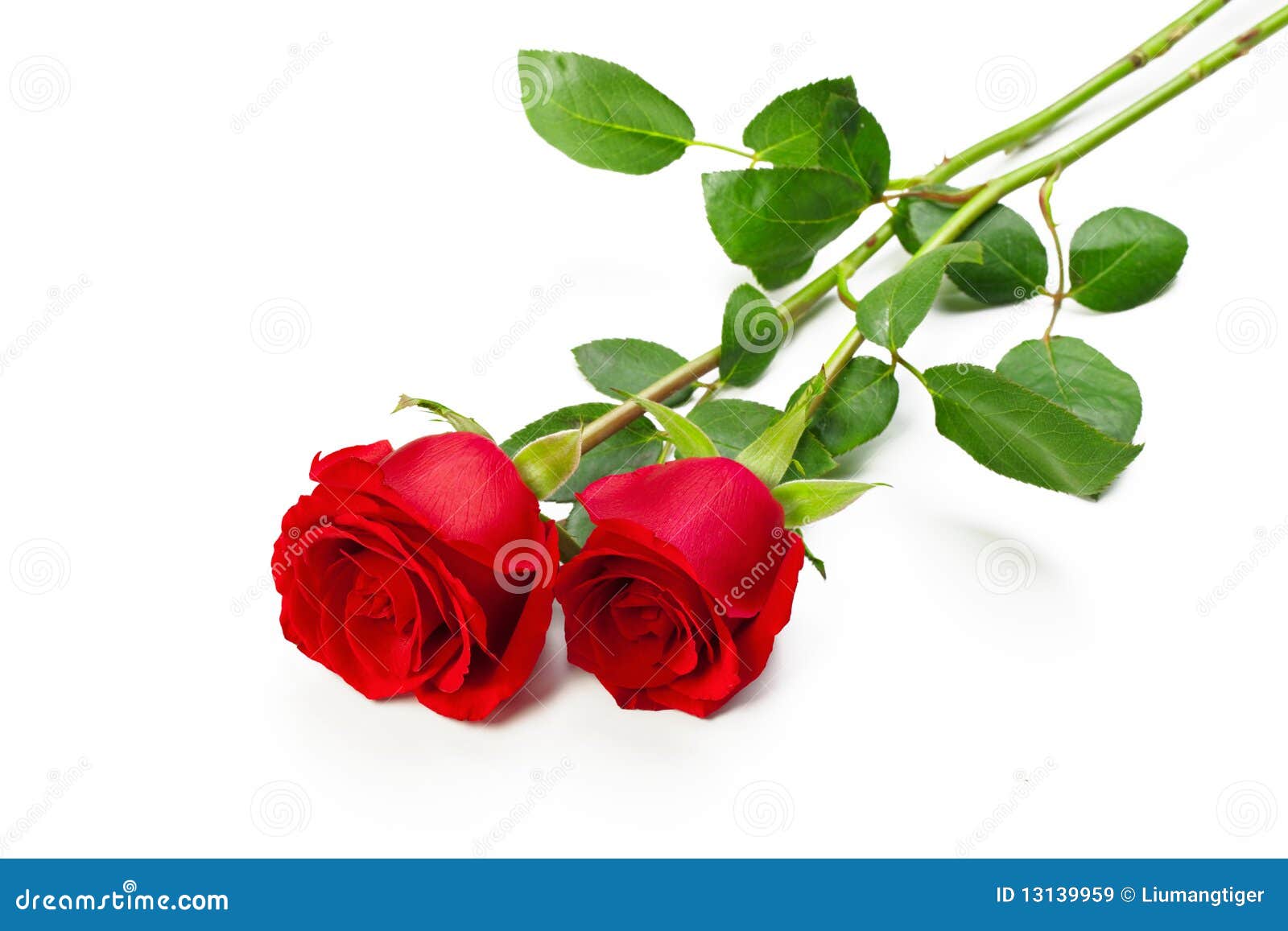 Deux roses rouges image stock. Image du valentin, roses - 13139959