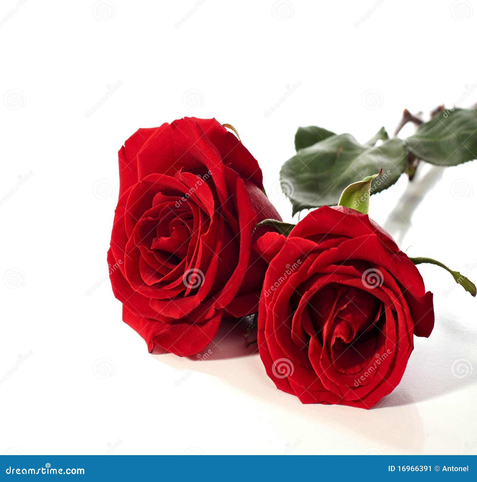 Deux roses rouges image stock. Image du romantique, fleur - 16966391