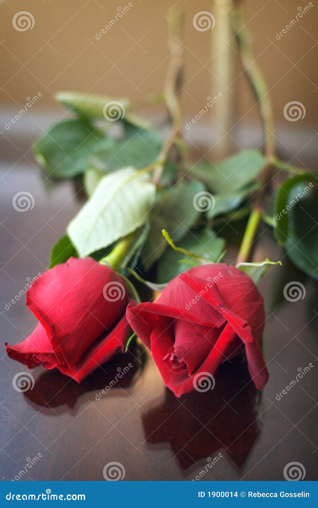 Deux roses rouges photo stock. Image du spécial, vert - 1900014