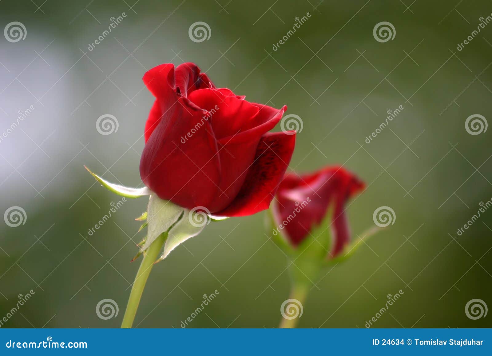 Deux roses rouges photo stock. Image du pétales, paire, botanique - 24634