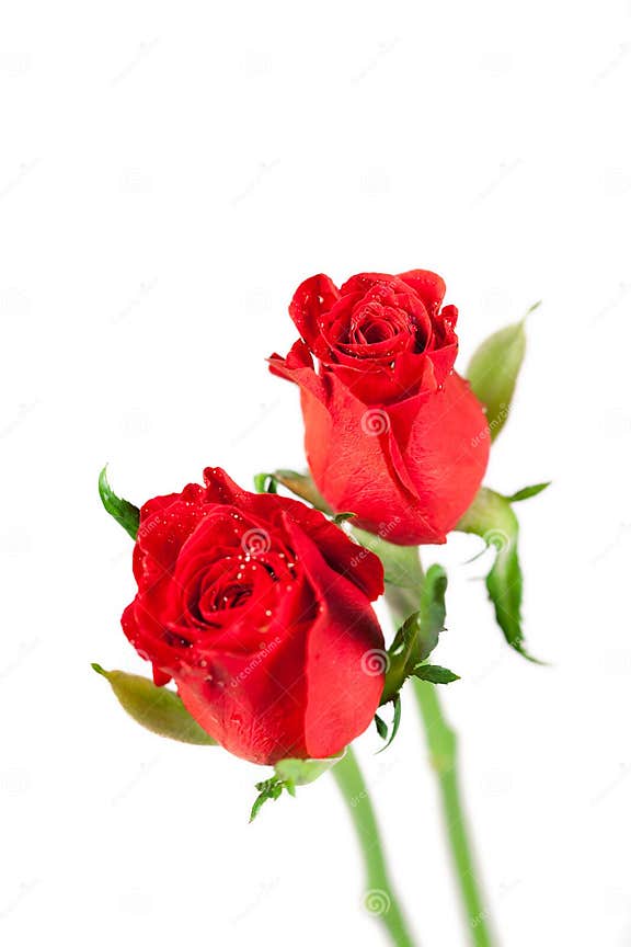 Deux roses rouges image stock. Image du cadeau, nature - 25199241