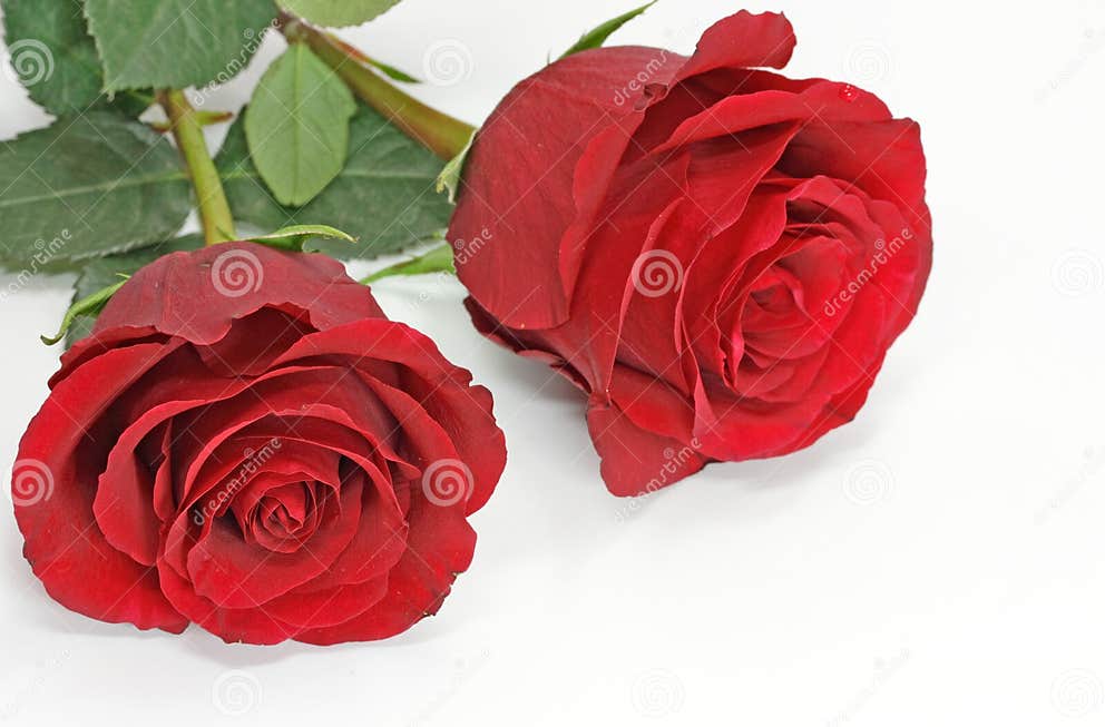 Deux roses rouges image stock. Image du amour, couleur - 3187743