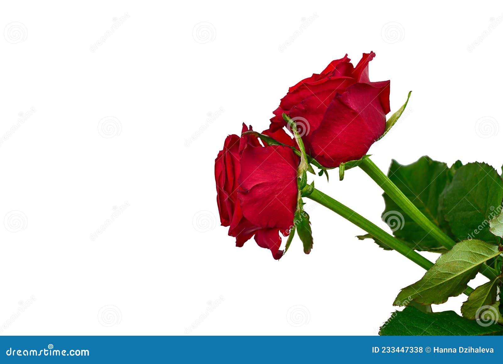Deux Roses Rouges Sur Fond Blanc. Isoler Photo stock - Image du fond ...