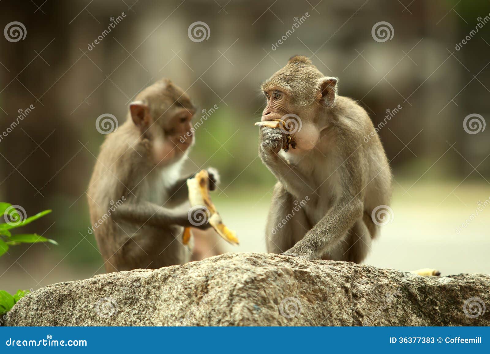 Deux singes image stock. Image du jeune, velu, singe - 36377383