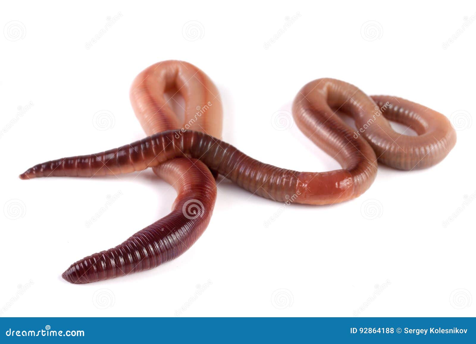 Deux Vers De Terre D'isolement Sur Le Fond Blanc Photo stock - Image du ...