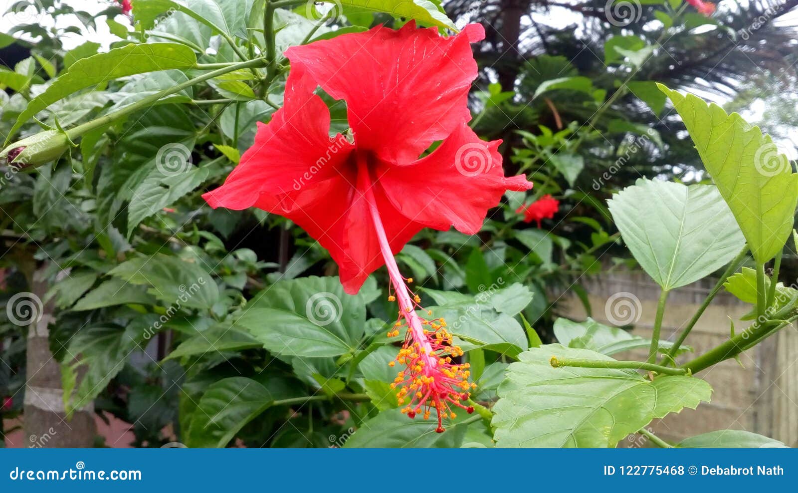 Dev photography stock photo. Image of colour, beautiful - 122775468