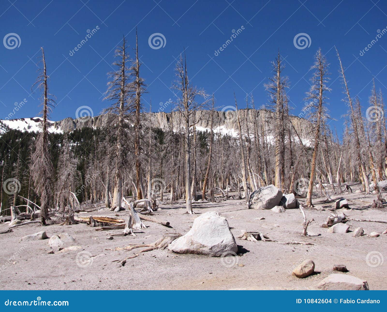 Devastated forest stock photo. Image of california, landscape - 10842604