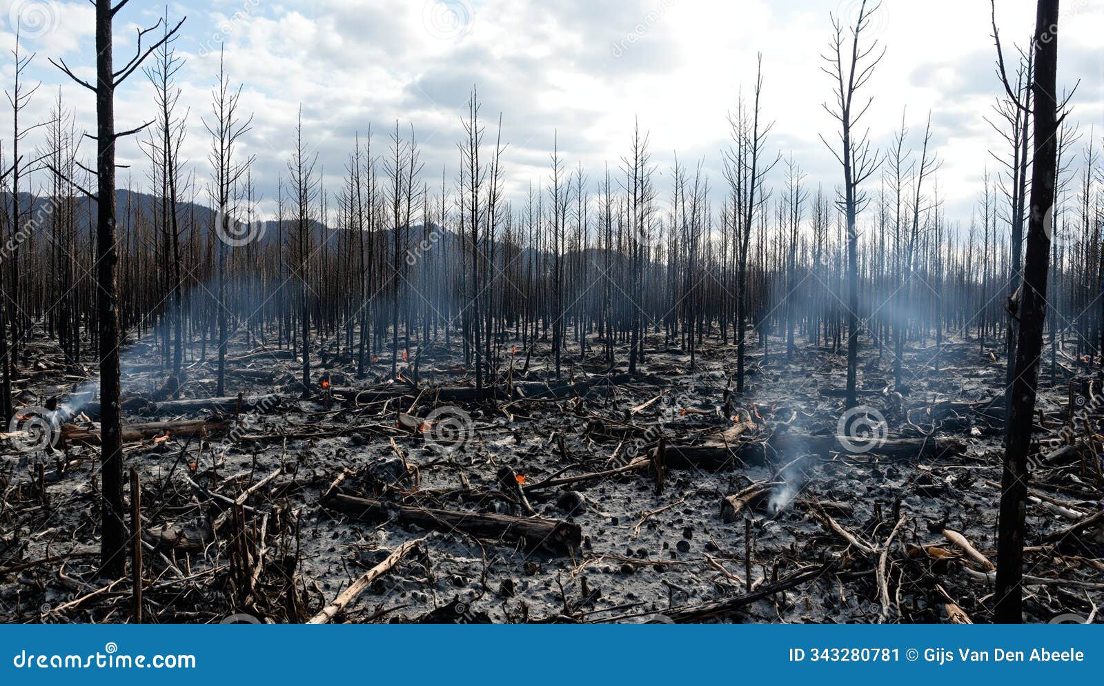 Devastated Forest With Charred Trees And Animal Tracks In Ash Royalty ...