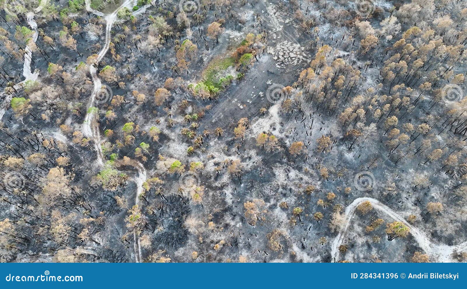 Devastated Forest Ground Covered with Ash Layer and Charred Dead ...