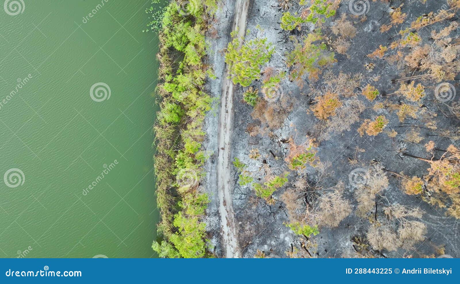 Devastated Forest Ground Covered with Ash Layer and Charred Dead ...